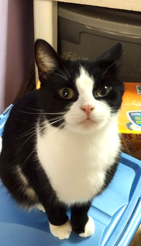 Marnie Is WSCR Cat Of The Week | News, Sports, Jobs - Post Journal